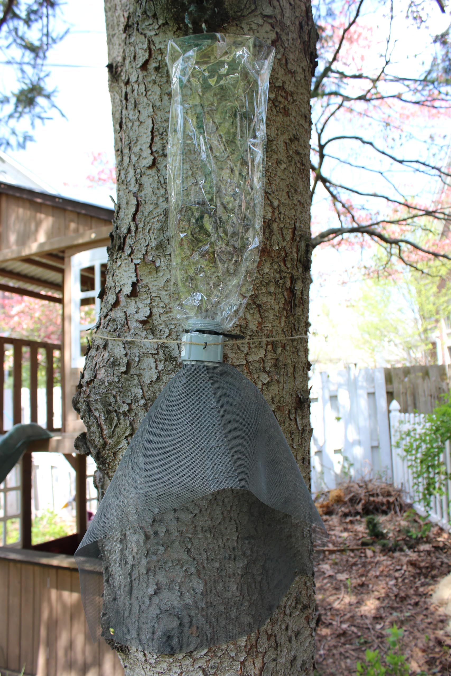 Spotted Lanternfly SLF Trap. Safe and effective way to catch lantern flies and nymphs.