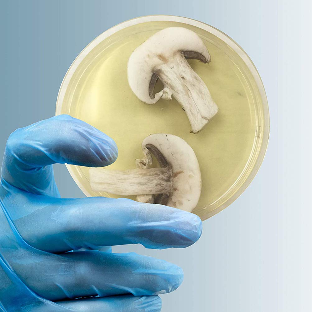 Petri Dishes with Agar, Agar Plates Prepoured Petri Dishes, 100x100mm Culture Medium Agar Plates Dextrose Agar Petri Dishes for Science Fair Projects (Pack of 10)