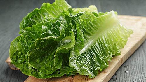 OldLadyRenee: 500+ Lettuce, Romaine-Parris Island Seeds
