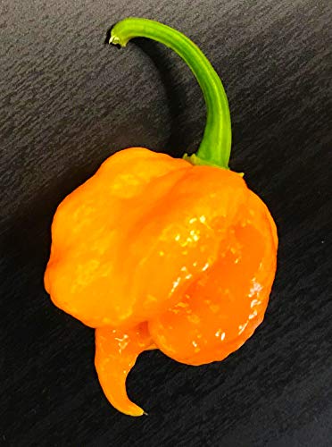 Orange Carolina Reaper HP22B Pepper Premium Seed Packet Record Hottest in The World + More