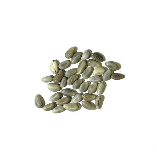 Seed Needs, Green Globe Artichoke Seeds for Planting (Cynaria scolymus) Heirloom, Non-GMO & Untreated (2 Packs)