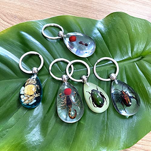 QTMY 6 Pack Insect in Resin Specimen Collection Paperweights Keychain,Christmas for Men Women Biology Science Teacher Education,Mystery Box (3)