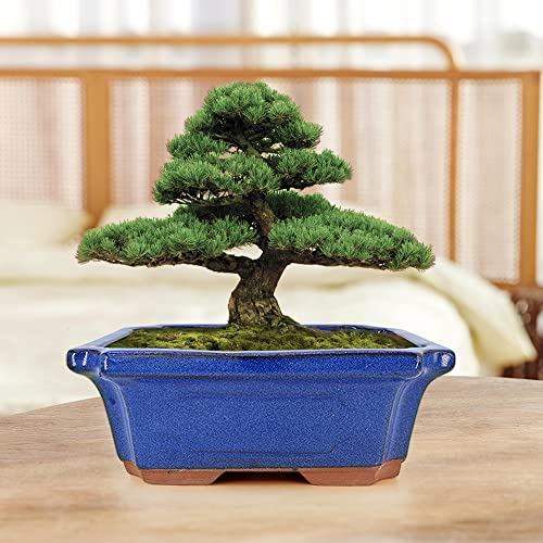 MUZHI 3 Pack Ceramic Rectangular Bonsai Tree Planter Pot Set 6β+7β+9β, Cactus Succulent Planter Blue Glazed with Mesh Hole Screens