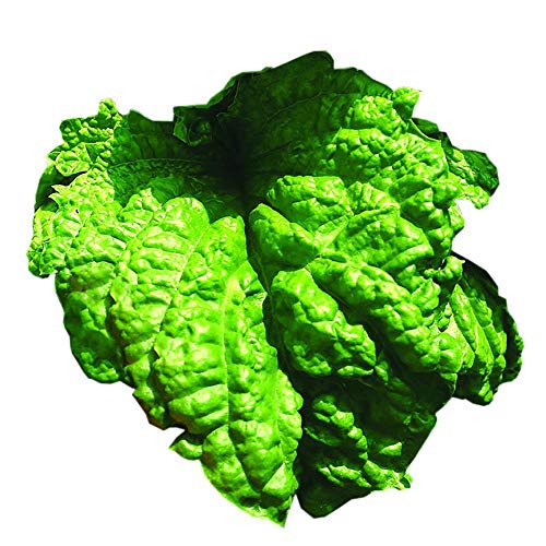 Park Seed Lettuce Leaf Basil Seeds, Includes 100 Seeds in a Pack
