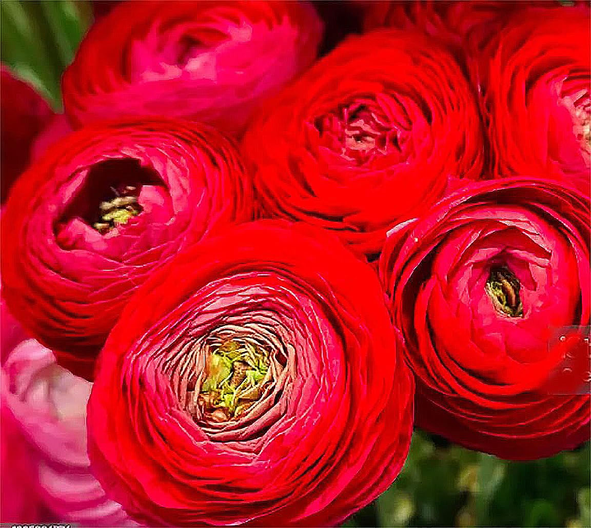 Mixed Peony Ranunculus -12 Largest Size Corms Bulbs