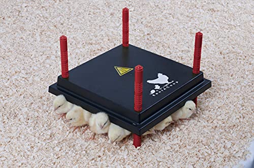 RentACoop Chick Brooder Heating Plate - Brooder Heat Plate Warms Up to 20 Chicks - Chick Heater with 25 Adjustable Heights and 22 Watts - Safer Alternative to Heat Lamps - 12" x 12"