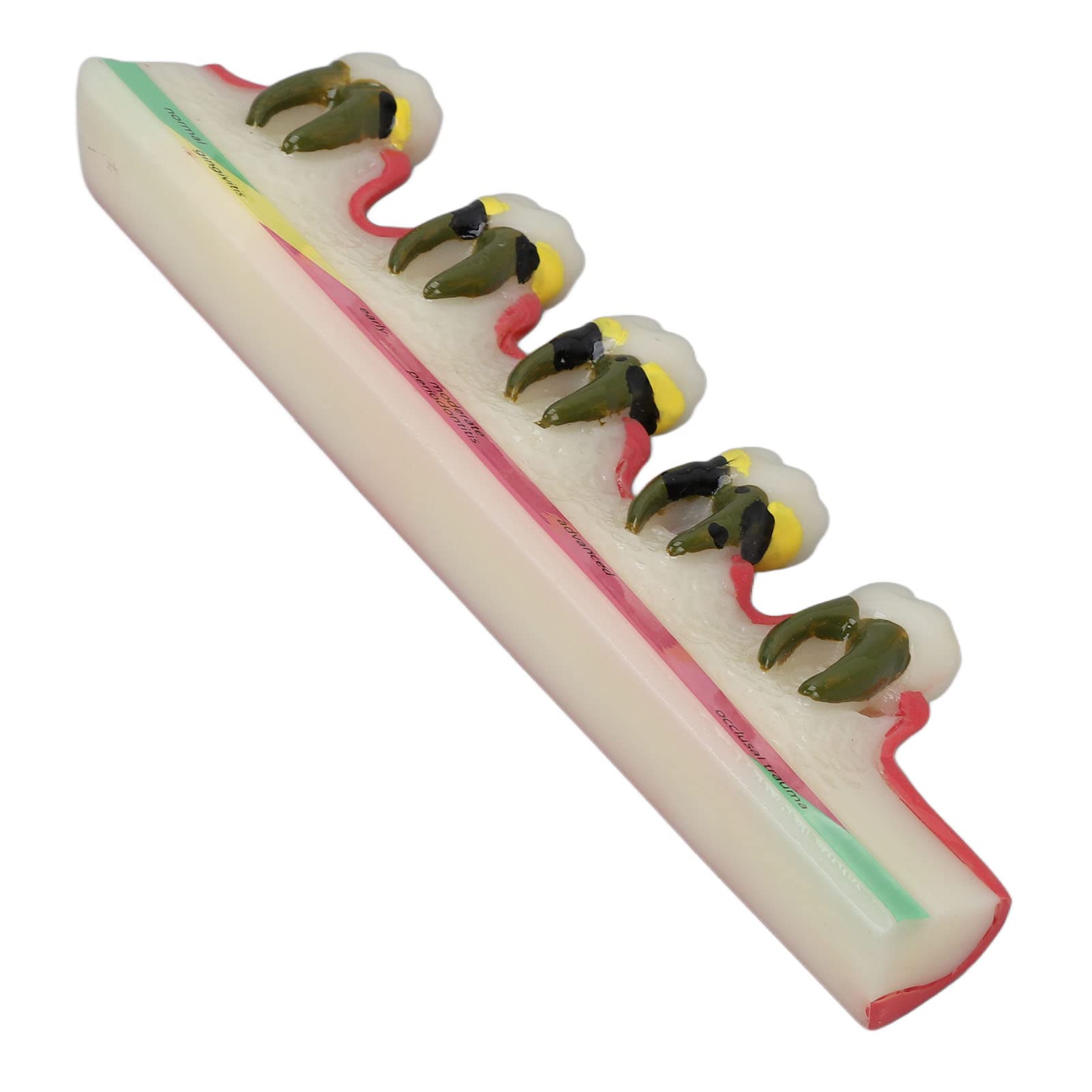 Natudeco Tooth Model Oral Care Model Denture Kit Strong Durable And Convenient. Teachers Use Order Remarks Product Box Plus Buffer Cotton Delivery