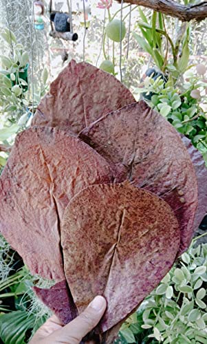 Pufa SIAM Shop Premium Indian Almond Leaves Medium Catappa for Betta Fish & Shrimps|Best Betta Fish / Shrimp Leaves |Indian Catappa Almonds Naturally sourced Almond Leaves Help Boost immunity50 g.
