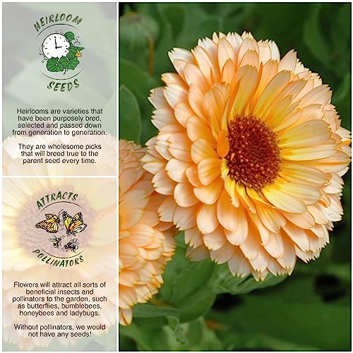 Seed Needs, 1000+ Calendula Pink Surprise Seeds (Calendula officinalis) Non-GMO Wildflowers - Butterfly and Bee Attracting! - Bulk