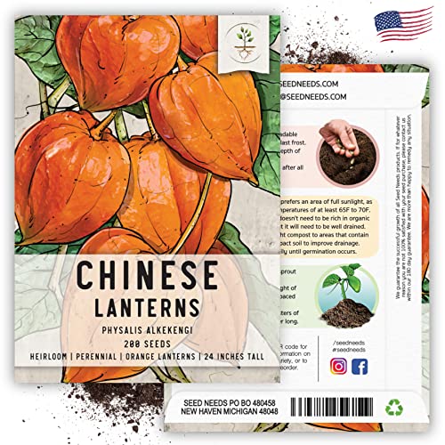 Seed Needs, Chinese Lantern Seeds for Planting (Physalis Alkekengi) Heirloom & Open Pollinated - Orange Ornamental Pods (2 Packs)