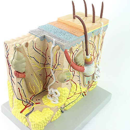 Teaching Model,Skin Anatomy Model, Skin Model, Enlarged Human Skin Anatomical Structure Model, Skin Beauty Plastic Face and Face Model for Biology Cosmetic Surgery Teachi
