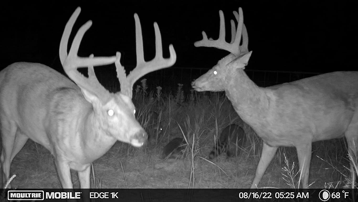 Moultrie Mobile Edge Cellular Trail Camera | Nationwide with Six Foot Steel Reinforced Strap