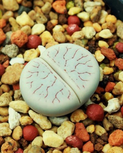 LITHOPS GRACILIDELINEATA, pietre Vive di Roccia esotica pianta di Ghiaccio seme raro 50 SEMI