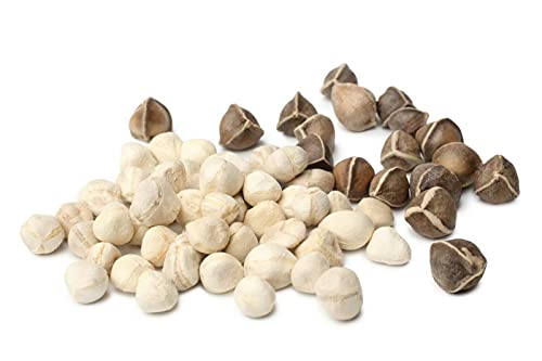 Moringa Seeds Kernel Shelled 16 oz. / 1 lb. - Clean PKM1 Variety - Edible - Moringa Oleifera - Malunggay - Semillas De Moringa - Drumstick Tree - Non-GMO - 2000 to 2400 Seeds Approx.