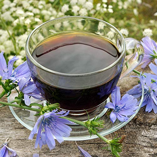 Outsidepride Perennial Chicory Drought Tolerant Wild Flower & Forage Plants - 5000 Seeds