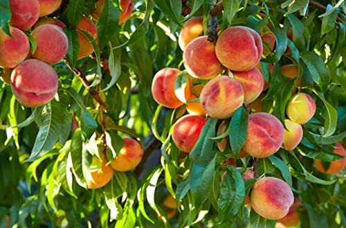 Peach Bonsai Tree Seeds - 4 Large Seeds - Grow Fruit Bearing Bonsai - Made in USA. Ships from Iowa