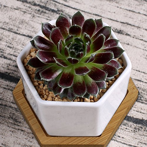 OAMCEG 6 Pack Succulent Plant Pots 2.75 inch Mini Succulent Planter, Set of 6 White Ceramic Succulent Cactus Planter Pots with Bamboo Tray (Plants NOT Included)