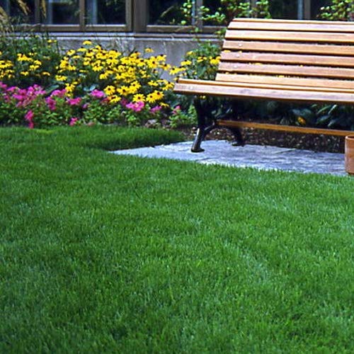 Outsidepride Legacy Fine Fescue Shade Tolerant, Soft, Turf, Lawn Grass Seed Blend - 5 LBS