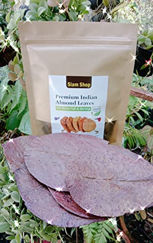 Pufa SIAM Shop Premium Indian Almond Leaves Medium Catappa for Betta Fish & Shrimps|Best Betta Fish / Shrimp Leaves |Indian Catappa Almonds Naturally sourced Almond Leaves Help Boost immunity50 g.