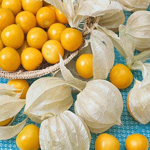Outsidepride Perennial Cape Gooseberry Physalis Peruviana Goldenberry Fruit Plants - 1000 Seeds