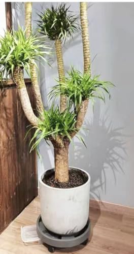 Two Pack HuaBoShi Plant Caddy Stand with Wheels Heavy Duty with Built-in Bottom Ventilation Design and Water Tray Bear Weight up to 160 LB (13β in Diameter)