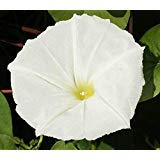 Night Blooming Morning Glory - L. Ipomoea alba - 25 Seeds, 1/4 oz - B324