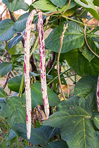 Pinto Bean Plant Seeds, 30+ Heirloom Seeds Per Packet, (Isla's Garden Seeds), Non GMO Seeds, 90% Germination Rate, Botanical Name: Phaseolus vulgaris