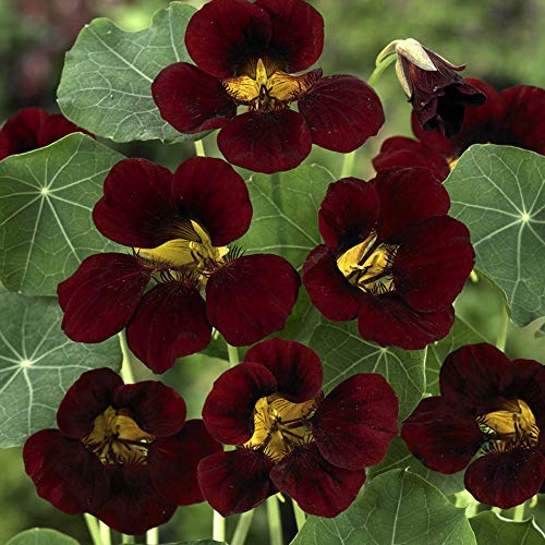 Outsidepride Tropaeolum Nasturtium Black Velvet Climbing Flowering, Dwarf Plants - 200 Seeds