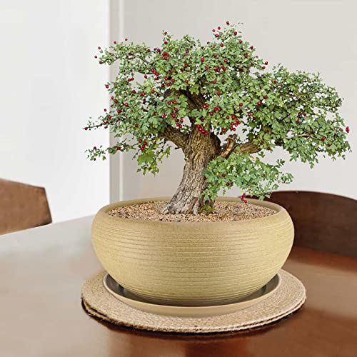 MUZHI 10” Round Large Ceramic Bonsai Bowl Planter,Clay Succulent Plant Pot Container with Saucer