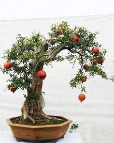 Pomegranate Bonsai Seeds - 20 Seeds to Grow - Highly Prized Edible Fruit - Made in USA, Ships from Iowa