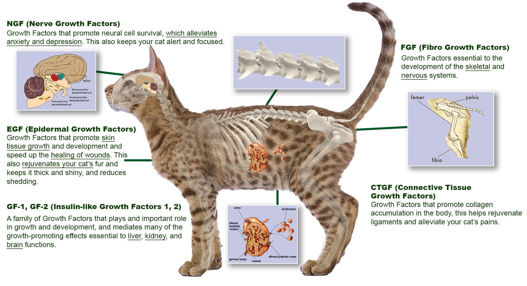 The Gift for Life Feline: Prrr-fect Wellness - Your Pet's Fountain of Youth!