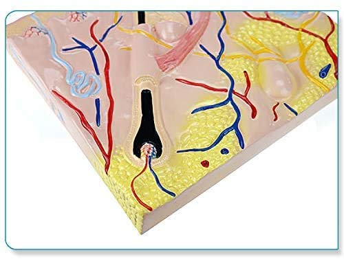 The Skin Structure Model - Planar Structure of Human Anatomical Medical Model Skin Leather Model - Model for The Visual Study,Lab Supplies
