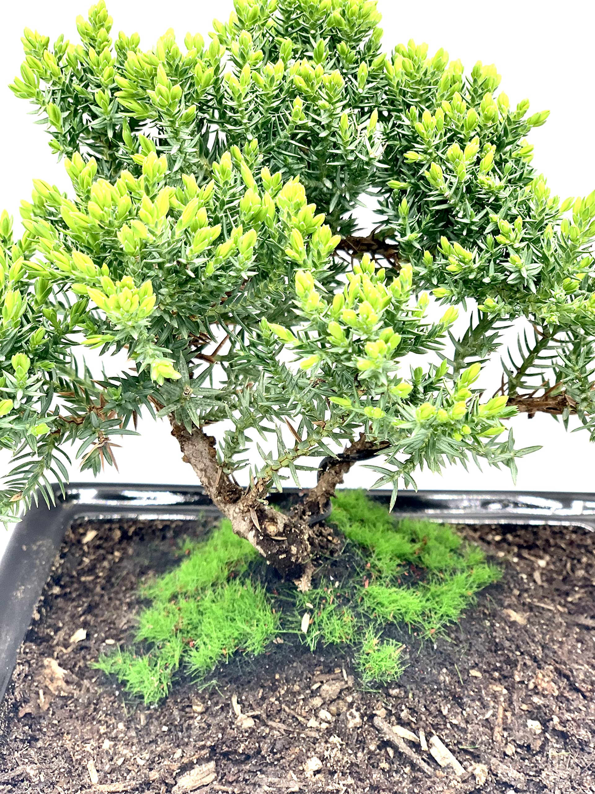 Live Dwarf Juniper Bonsai Tree About 6 Years Old with Cute Ceramic Fisherman | Juniper or Jade Bonsai Tree | Indoor/Outdoor | 100% Handcrafted| Home and Office Décor | Best Gift for Holiday