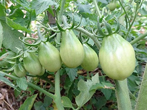 Portal Cool Tipo 5: Semi perenni Semi cipressi semi di Albero Lkr8