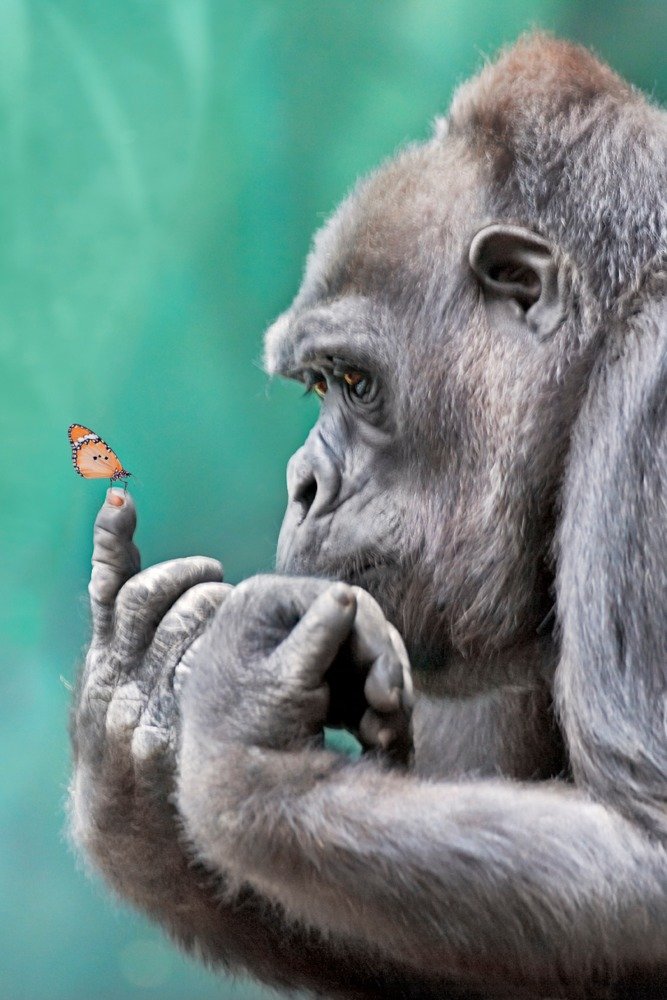 Gorilla Inspecting Butterfly on Finger (36x54 Giclee Gallery Art Print, Vivid Textured Wall Decor)
