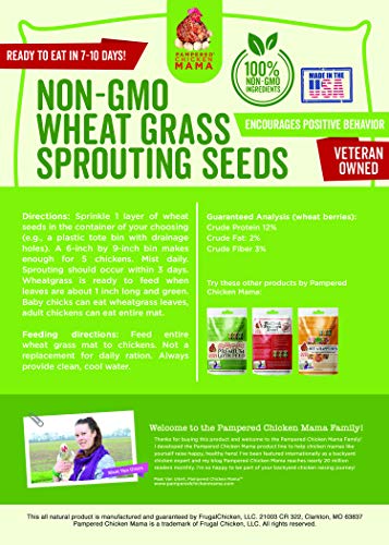 Pampered Chicken Mama Non-GMO Wheat Seeds for Sprouting Fodder 3 pounds