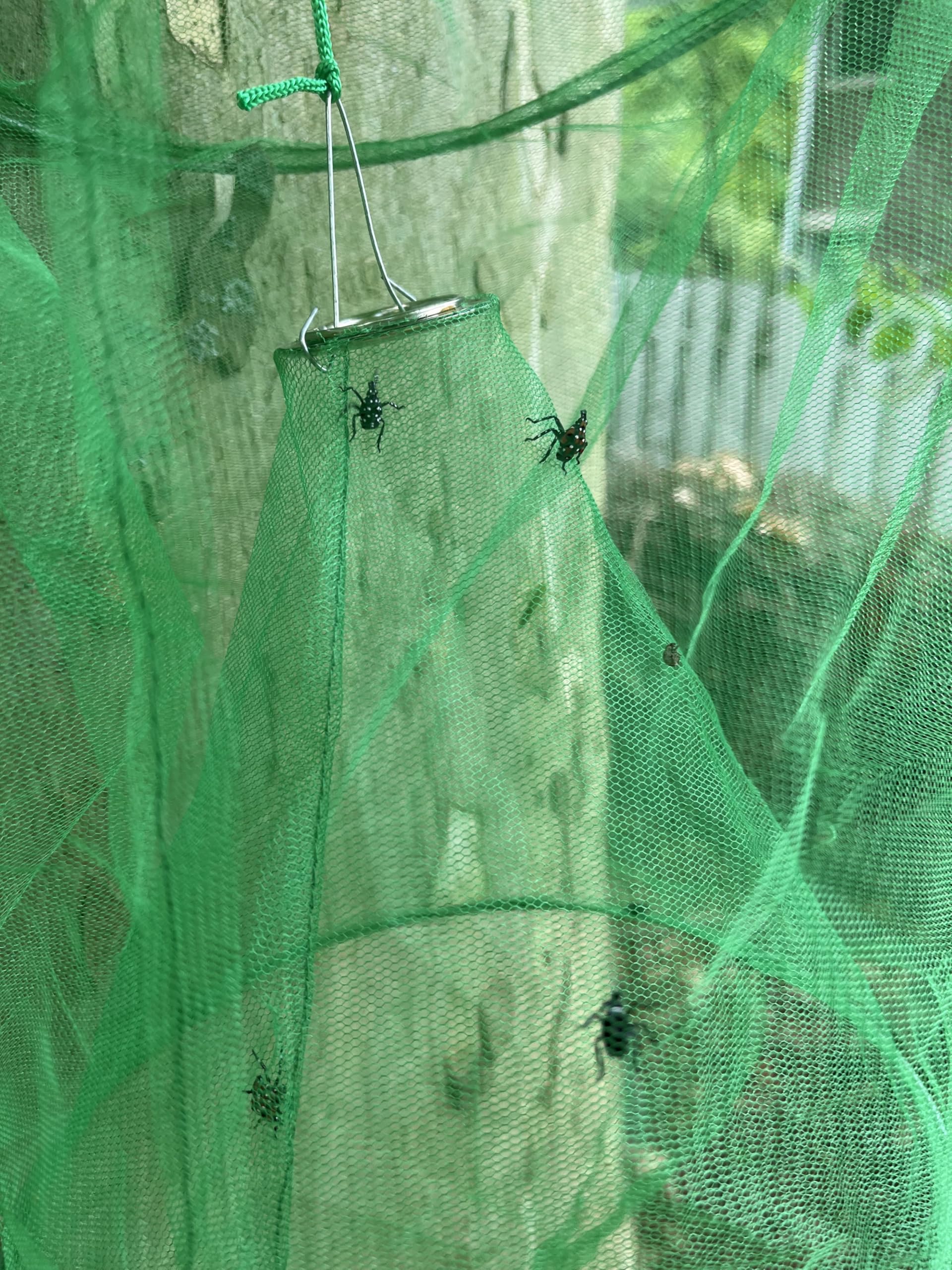 Spotted Lanternfly Mesh House Trap SLF. Simple and Effective Way to Catch Lantern Flies and Nymphs., Green