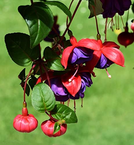 Mixed 100 Seeds Fuchsia Flower Seeds Perennial Home Bonsai