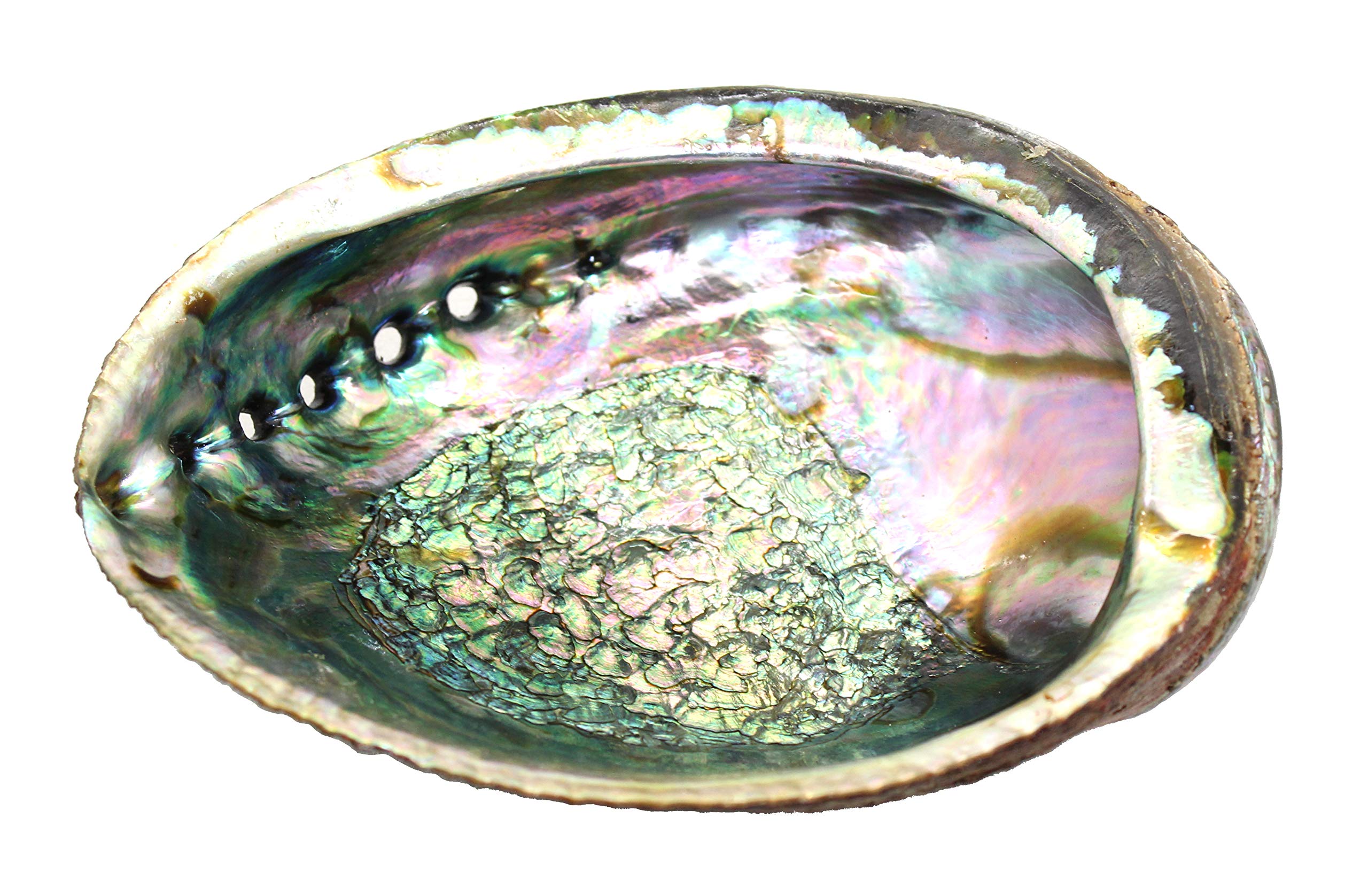 Govinda Hand Selected Abalone Shell (7 Inches)