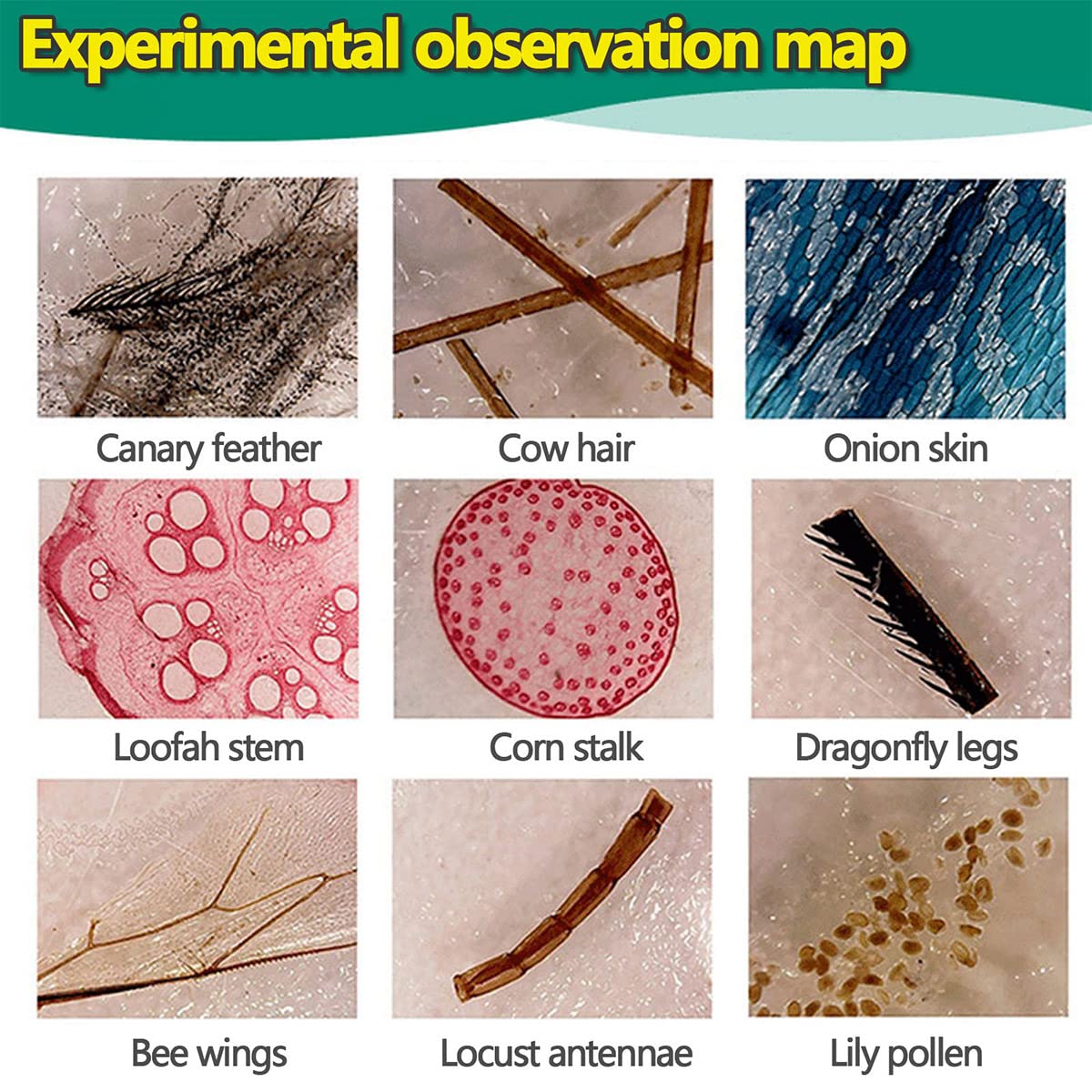 RIIPOO Prepared Microscope Slides for Kids, Biological Microscope Specimens Slides with Plants Flowers Insects Animals, 48PCS