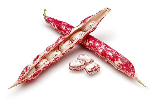 Pinto Bean Plant Seeds, 30+ Heirloom Seeds Per Packet, (Isla's Garden Seeds), Non GMO Seeds, 90% Germination Rate, Botanical Name: Phaseolus vulgaris