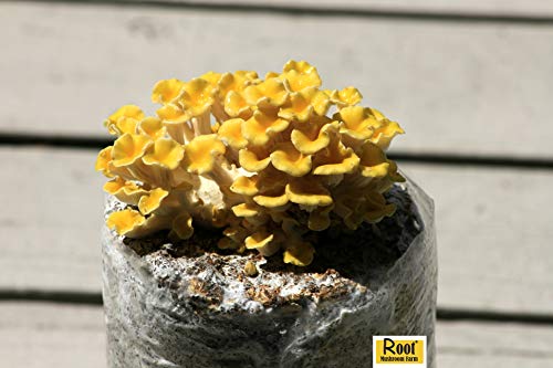 Root Mushroom Farm—Golden Oyster Mushroom Grow Kit