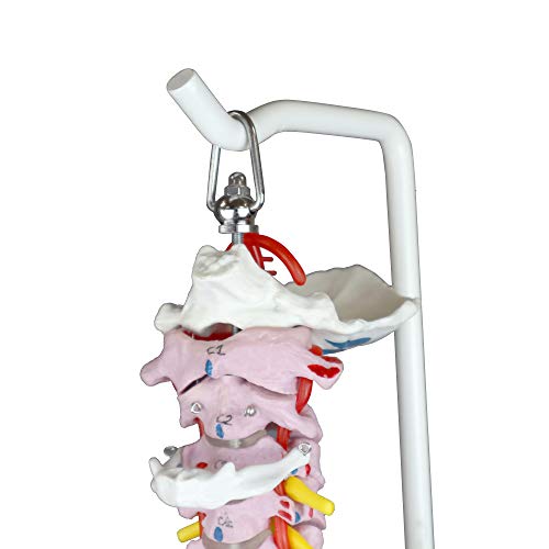 Vision Scientific VAV245 Flexible Spinal Column | 5 Color-Coded | Muscle W Occipital Bone | Sacrum, Coccyx, 24 Vertebrae, Soft Disc | Pelvic Bones & Femur Heads, Arteries, Nerve Endings | W Manual