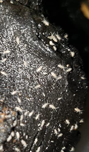 Tropical Springtail Breeding Cultures (8 Ounces) Collemba, Bioactive Clean Up Crew, Terrarium, Vivariums, Composters
