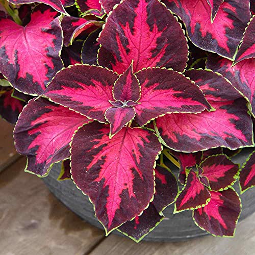 Outsidepride Coleus Chocolate Cherry Foliage Indoor Or Outdoor House Plant Flower Seeds -10 Seeds
