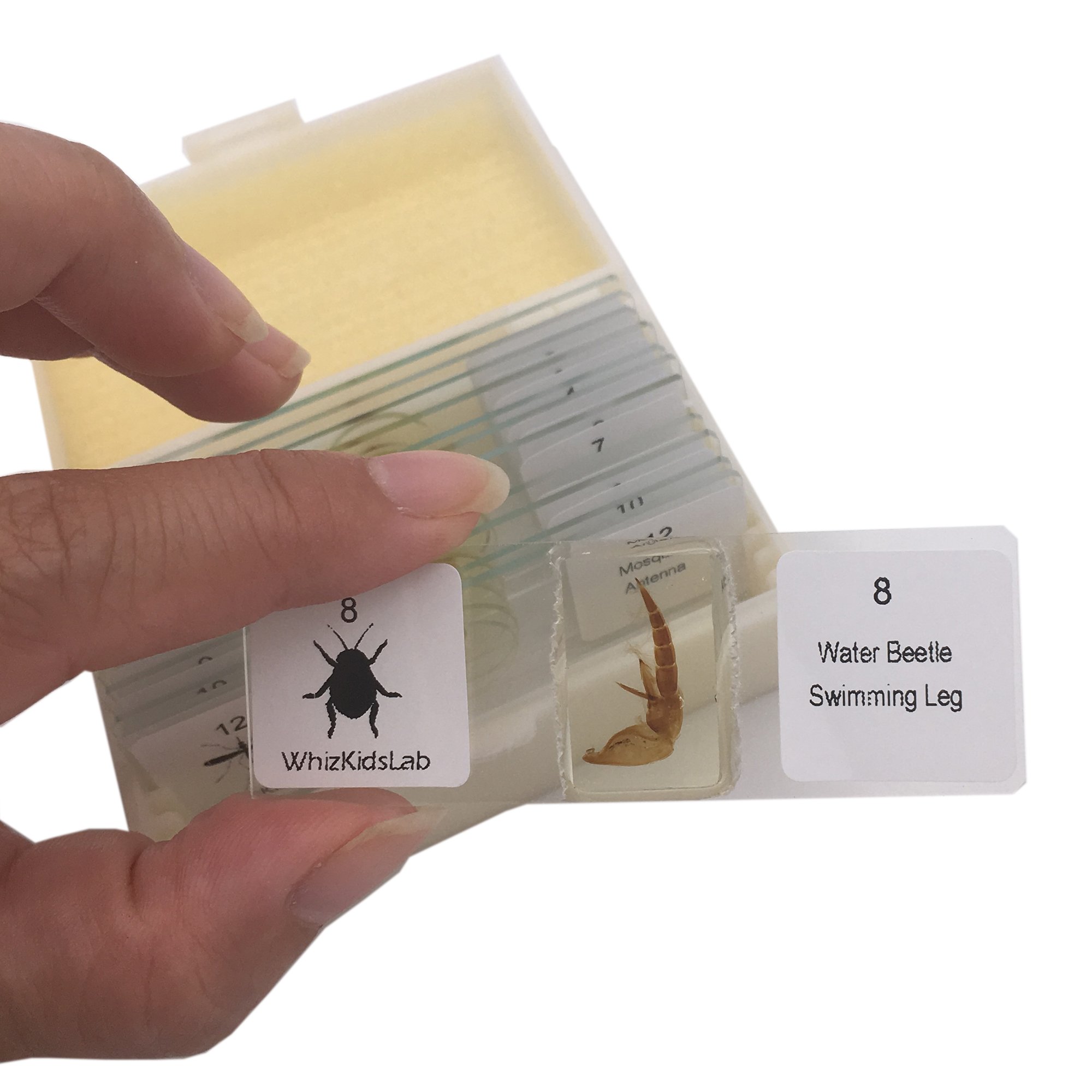 WhizKidsLab 12 Prepared Insect Bug Parts Microscope Slides Set Real Beetle Specimen Postcards STEM Science Kit