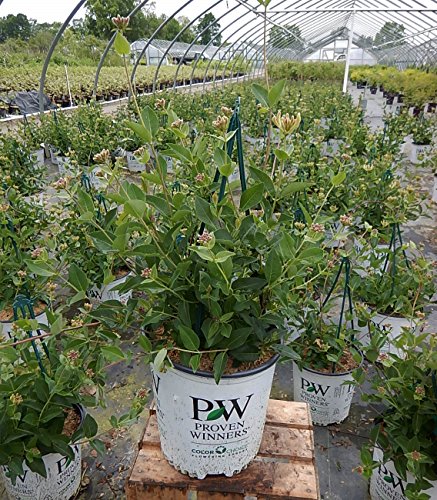 Proven Winners - Lonicera periclymenum 'Scentsation' (Honeysuckle) Vine, , #2 - Size Container