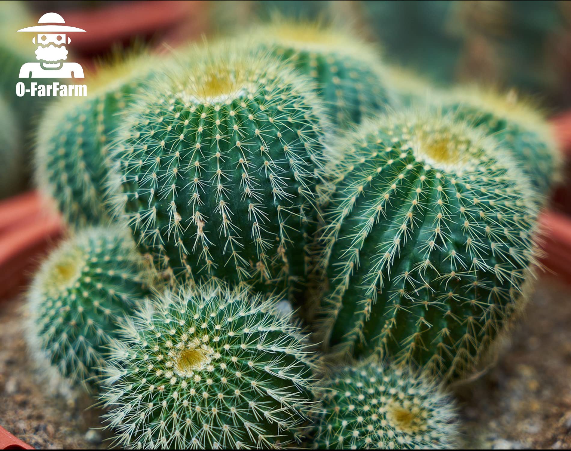 O-FarFarm Cactus Soil Potting Mix 1.1 LBS, Optimized PH Fast Draining with Added Nutrients, Perfect for Small Cactus Pots