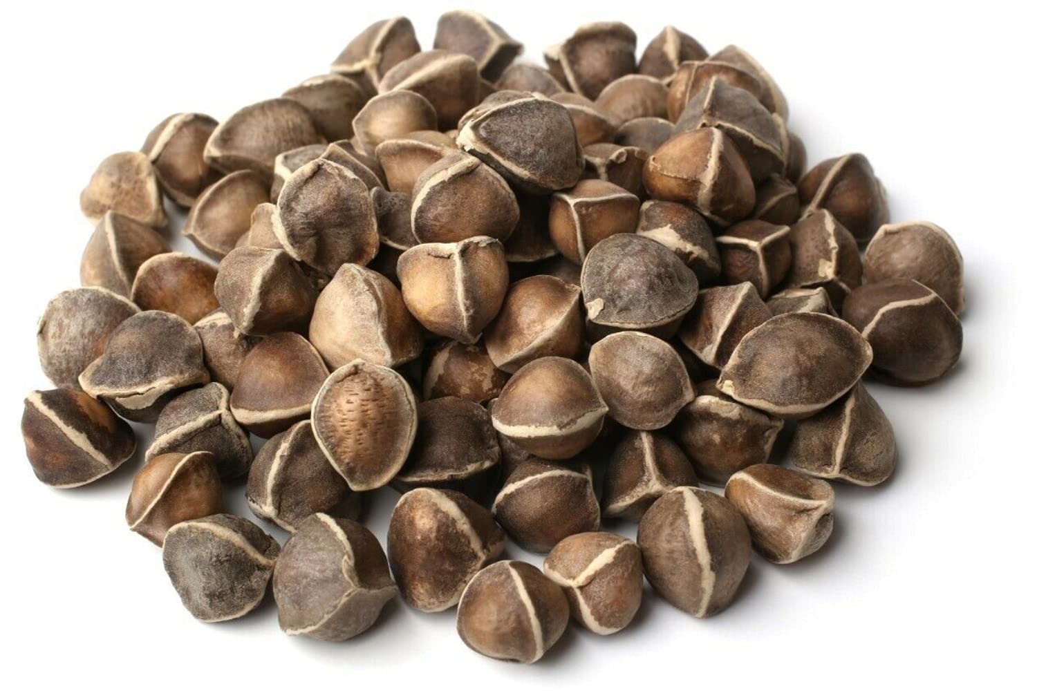 Moringa Seeds Wingless 1 lb. Wide Mouth JAR - PKM1 Variety - Edible Snacking - Planting - Moringa Oleifera - Malunggay - Semillas De Moringa - Drumstick Tree - Non-GMO - 1600 to 2000 Seeds