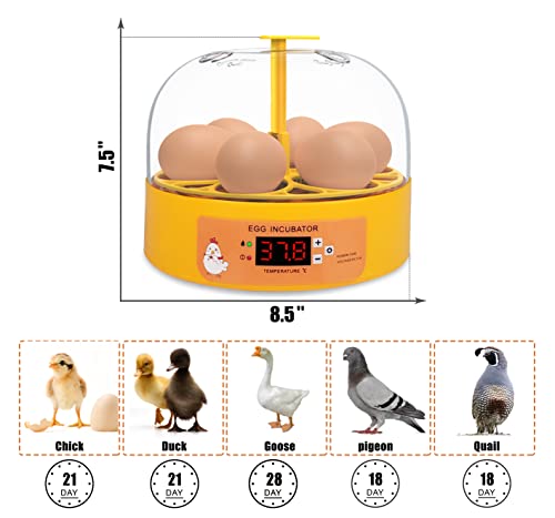 scientree Egg Incubator, 6 Eggs Poultry Hatching Machine with Automatic Egg Turning and Temperature Control, General Digital Incubators for Hatching Chicken Duck Goose Quail Birds Turkey Eggs